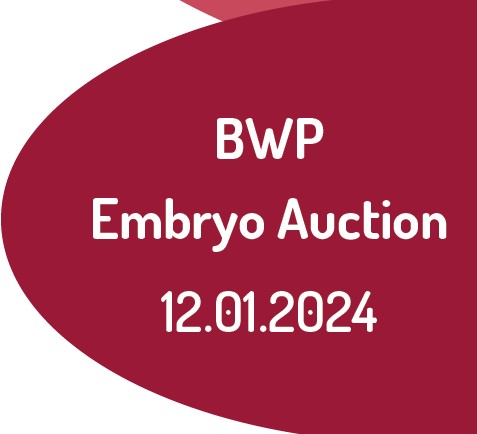 BWP Embryo Auction | Belgian Warmblood